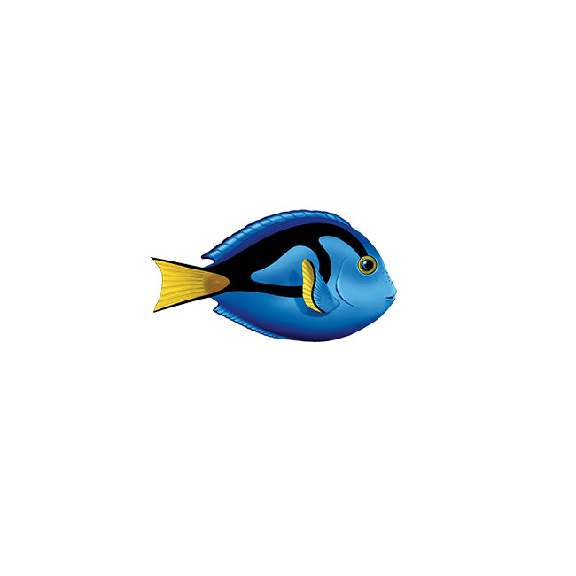 Pacific Blue Tang - Porc – Ontario Pool Tile